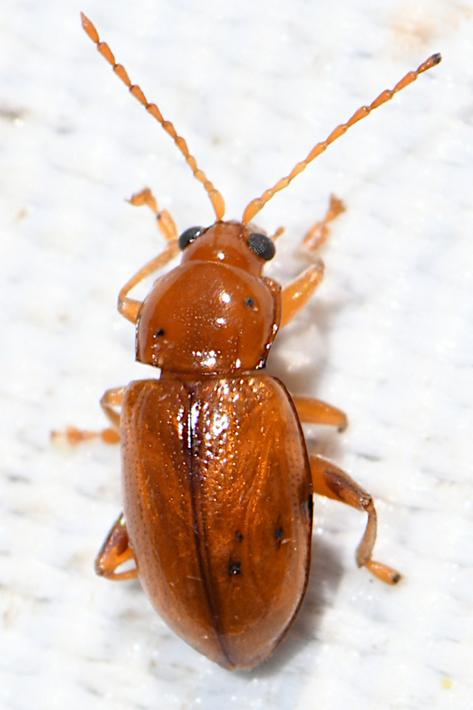 Neocrepidodera transversa from 73190 La Thuile, France on September 24 ...