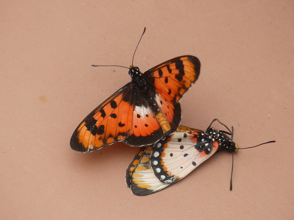 Acara Acraea from Swellendam, 6740, South Africa on October 9, 2023 at ...