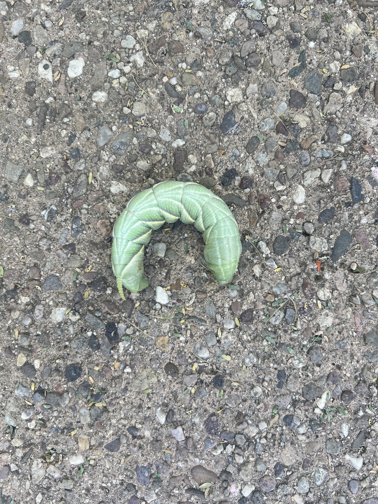 Rustic Sphinx from Tohono Chul Park, Oro Valley, AZ, US on October 9 ...