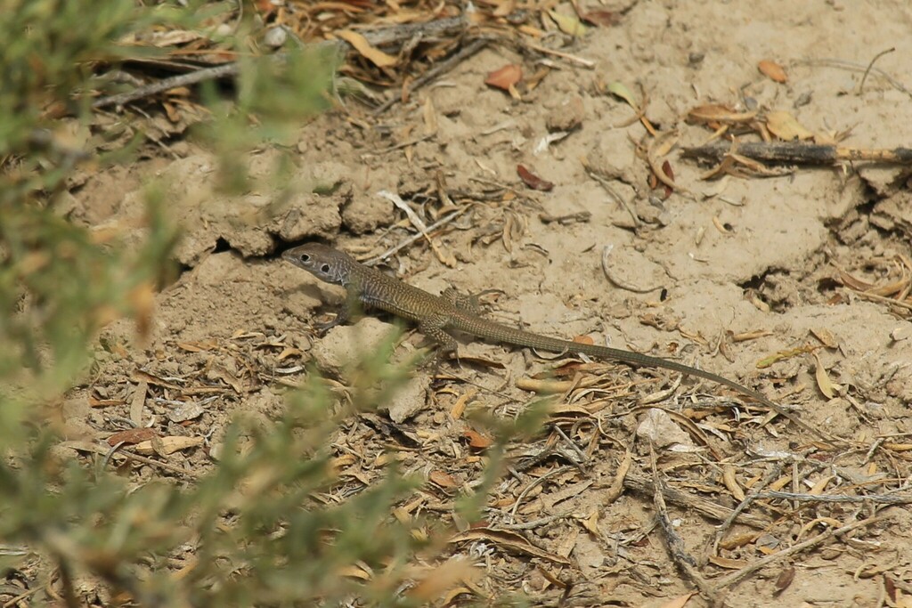Marbled Whiptail from Brewster County, TX, USA on October 6, 2023 at 02 ...