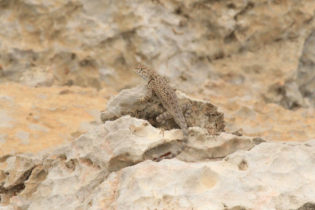 Canyon Lizard in October 2023 by Michael Price · iNaturalist