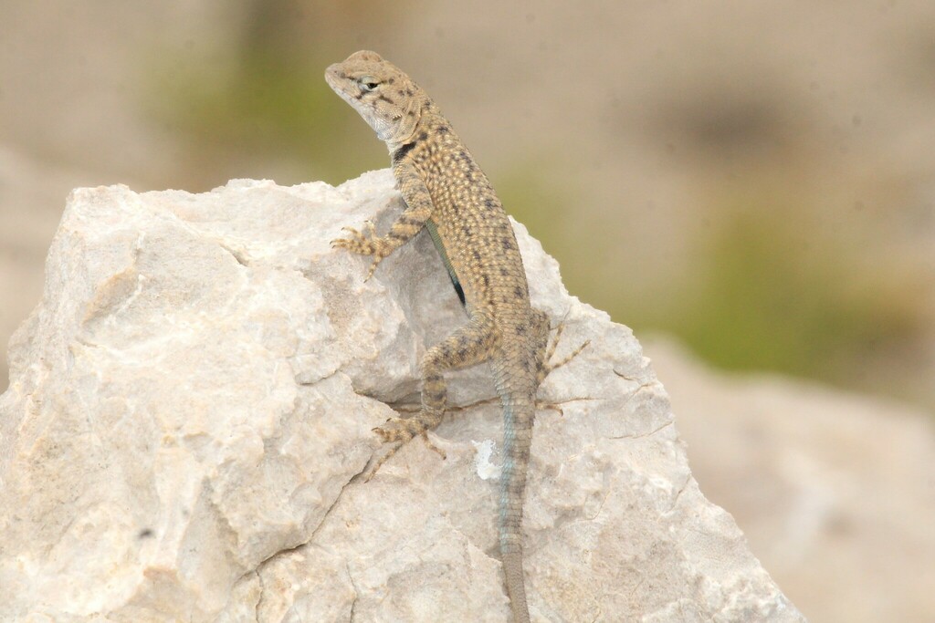 Canyon Lizard in October 2023 by Michael Price · iNaturalist