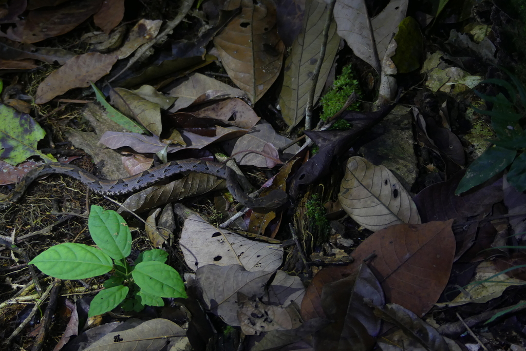 Brazil's Lancehead from Taisha, Ecuador on September 16, 2023 at 06:16 ...