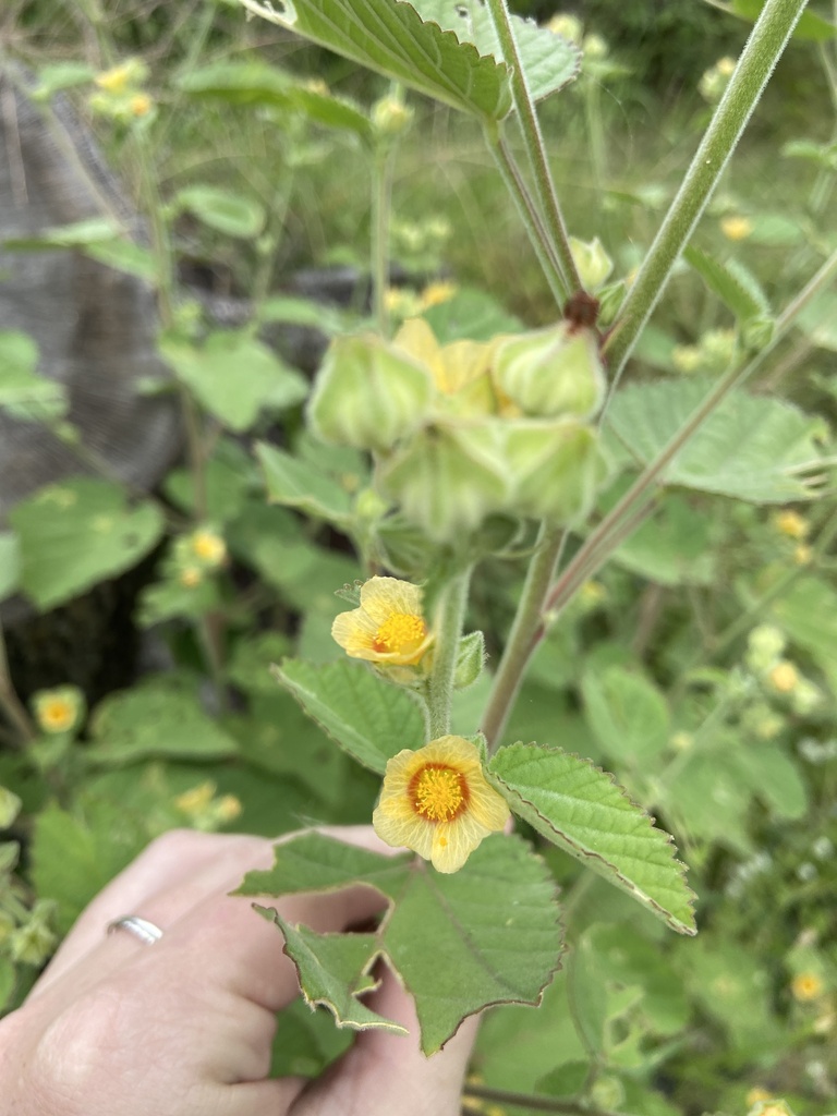 flannel weed from Myakka Rd, Sarasota, FL, US on October 9, 2023 at 02: ...