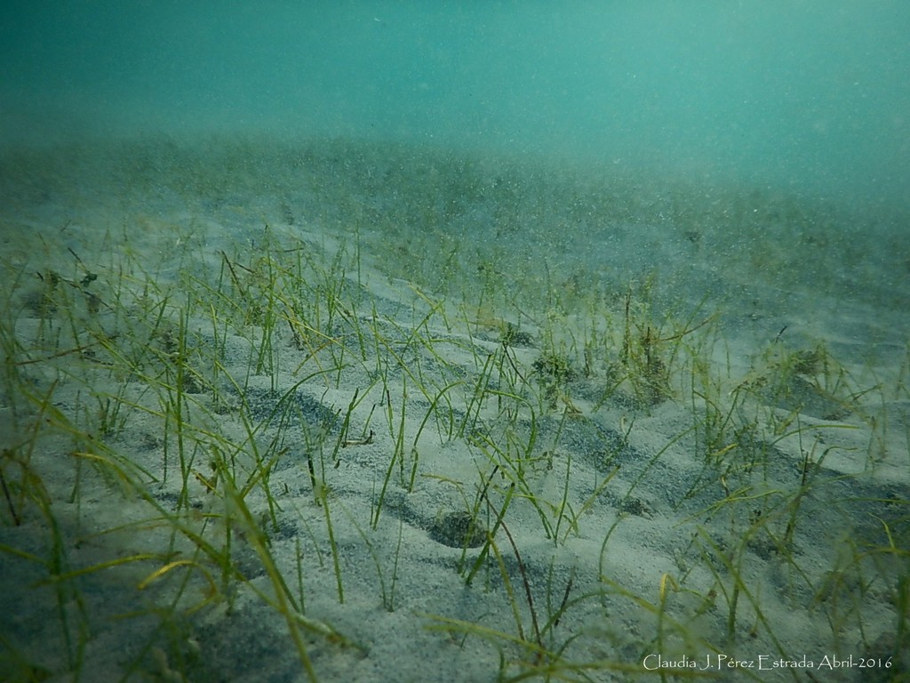 Shoalgrass (Halodule wrightii) - Botanical Realm