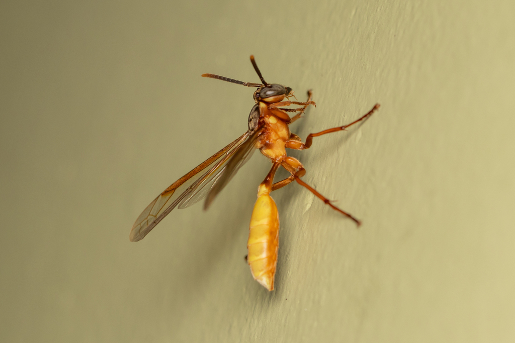 Central American Paper Wasp from Santarém - State of Pará, Brazil on ...