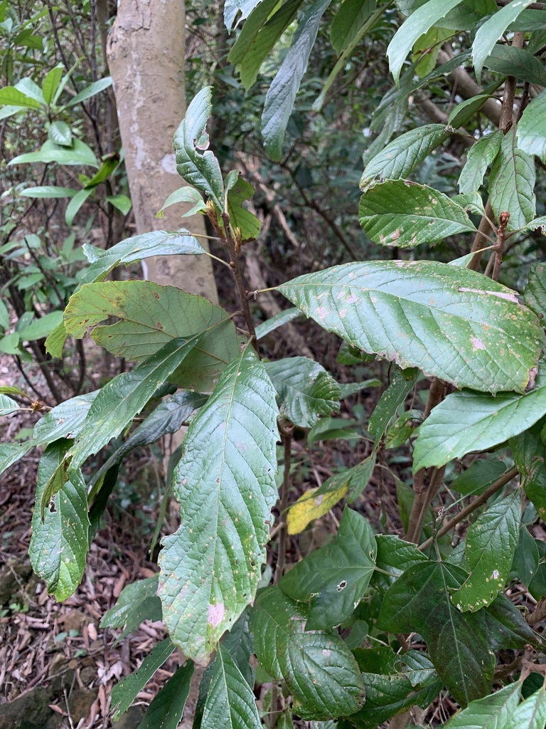 (Meliosma simplicifolia) - Botanical Realm