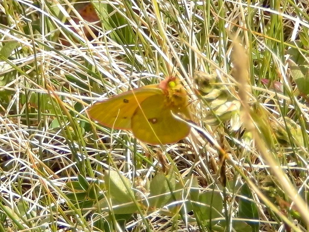 Colias staudingeri from At-Bashi District, Kirgistan on July 5, 2023 at ...
