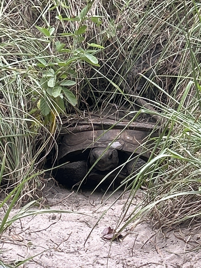 Gopher Tortoise in October 2023 by oliveira_c_5 · iNaturalist