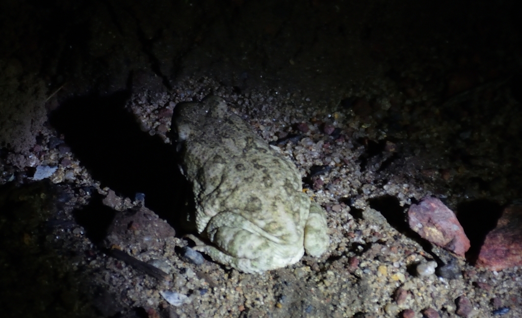 Indus Valley Toad from 78JJ+758, Gujarat 370140, India on September 23 ...