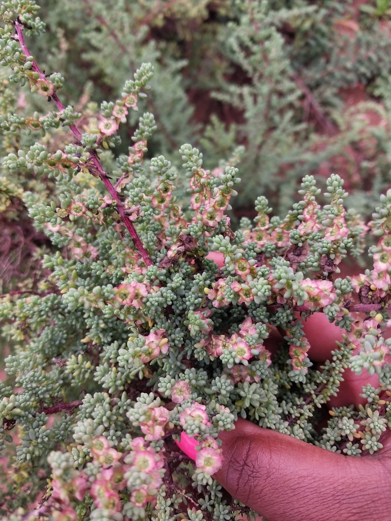 Short-leaf Bluebush from Uitenhage Farms, Gqeberha, South Africa on ...