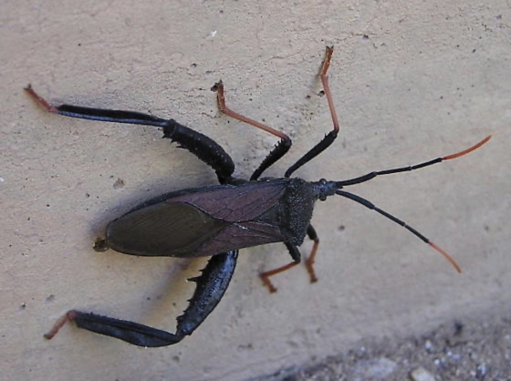 Giant Agave Bug from Prescott National Forest, Cottonwood, AZ, US on ...