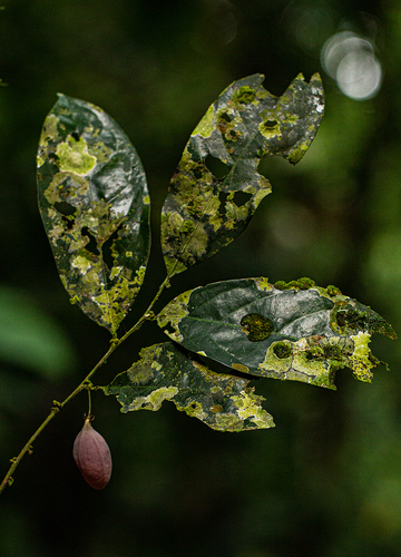 Familia Huaceae · iNaturalist Ecuador