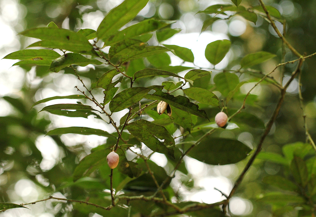 hua family (Huaceae) - Botanical Realm
