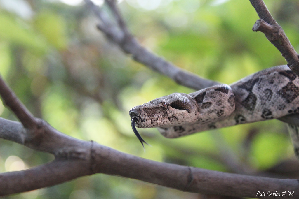 Mexican West Coast Boa Constrictor from Xochicalco, Mor., México on ...