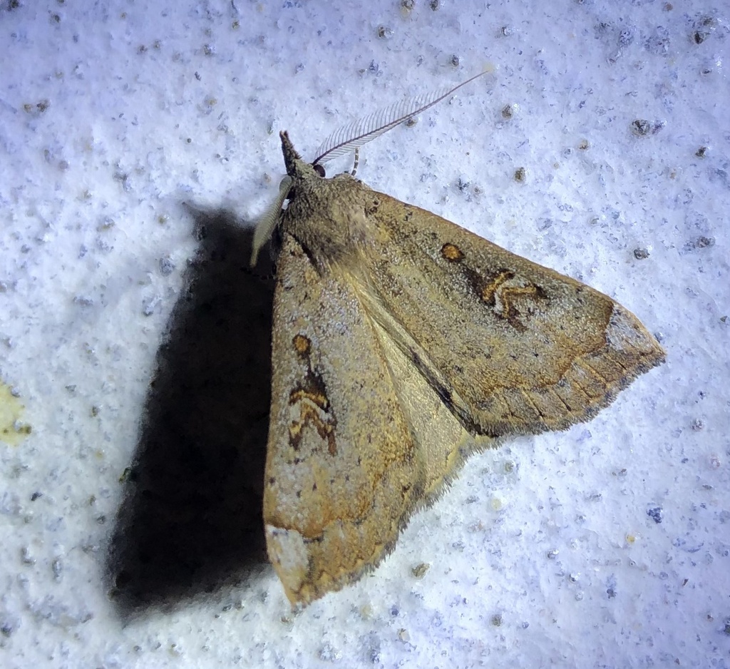 Slender owlet moth from Te Ika-a-Māui/North Island, Elsthorpe, Hawke's ...