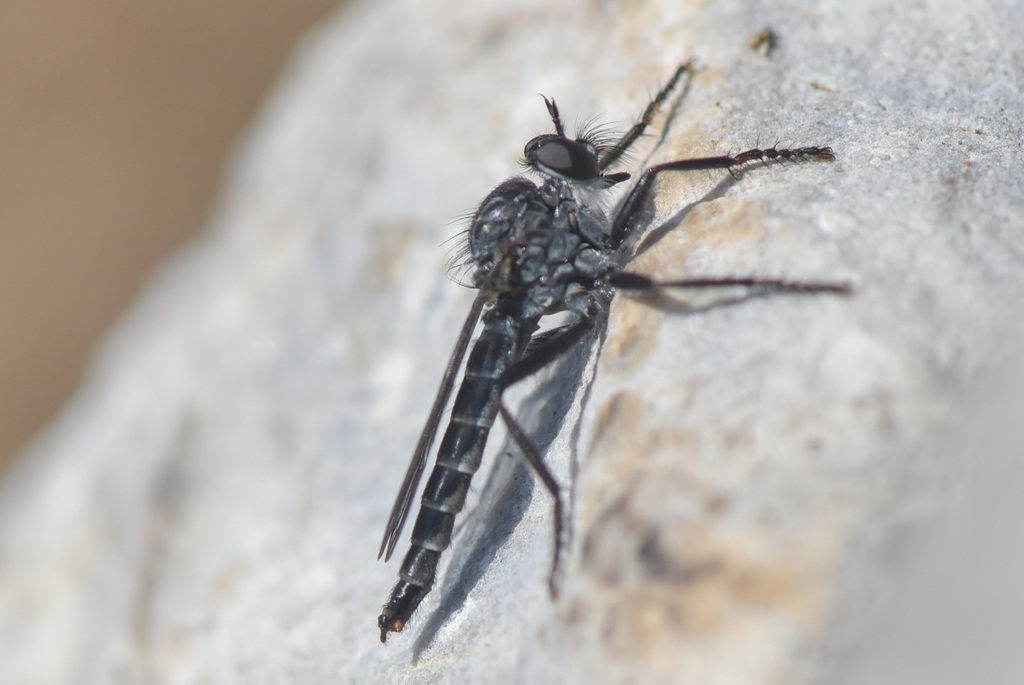 Rhadiurgus variabilis from Thompson-Nicola, BC, Canada on July 2, 2023 ...