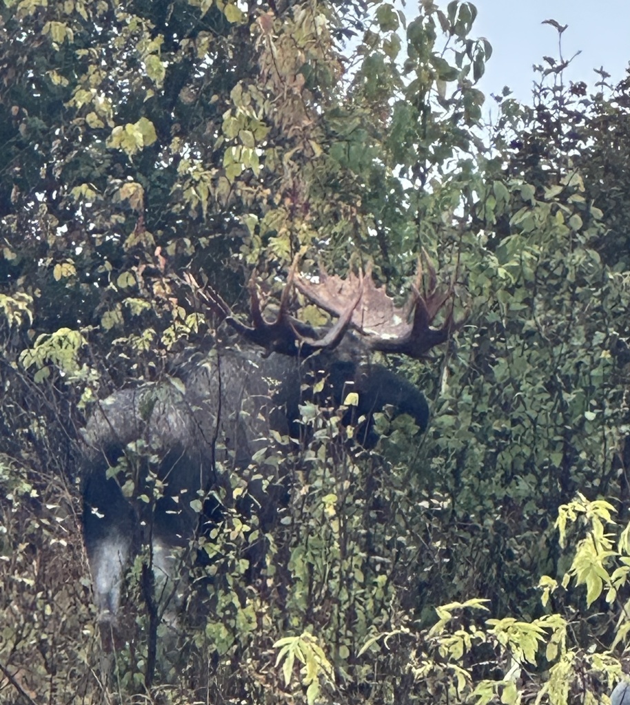 Moose from Point Woronzof Dr, Anchorage, AK, US on October 9, 2023 at ...