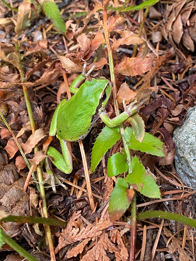 Northern Pacific Tree Frog from Mayne Island, Capital, BC, CA on August ...