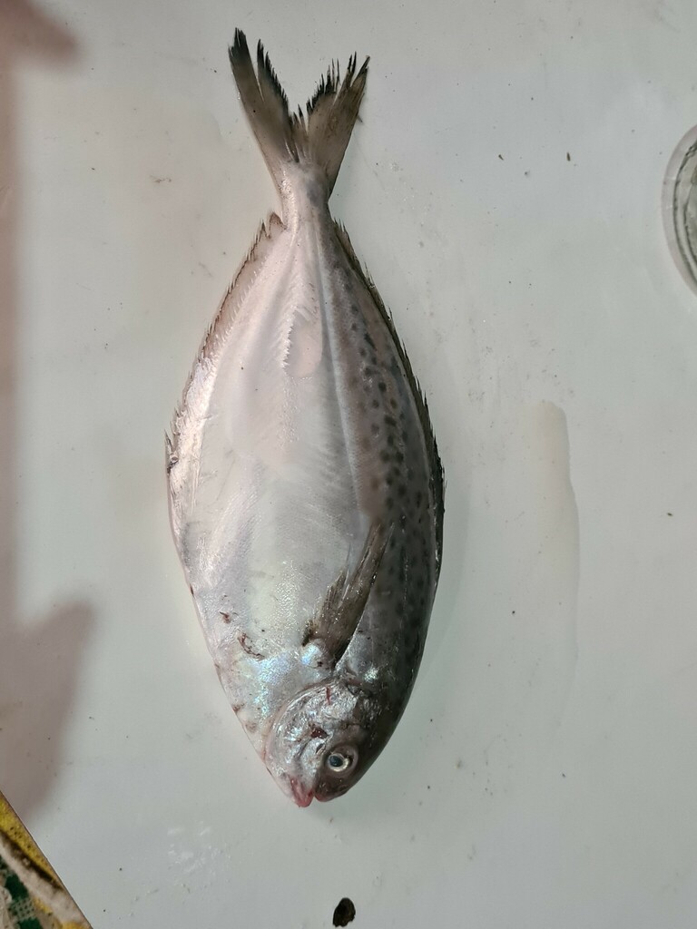 Southwest Atlantic butterfish from La Costa, Provincia de Buenos Aires ...