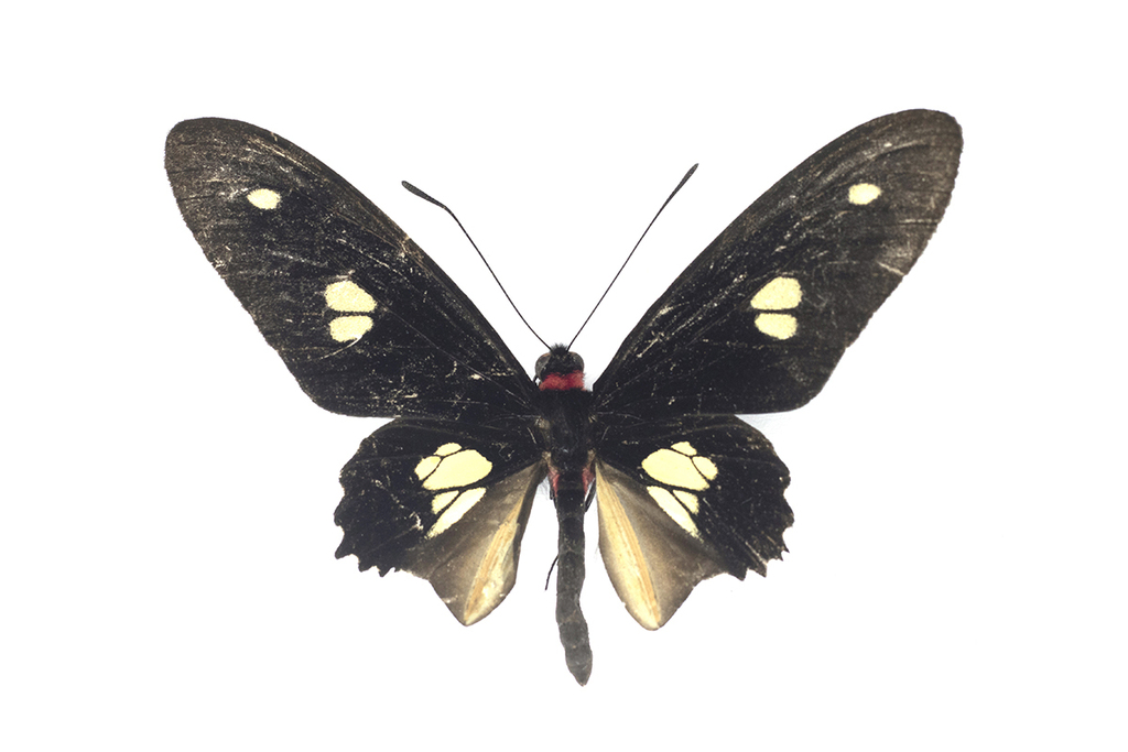 Parides mithras from Regina 97390, French Guiana on January 18, 2018 at ...