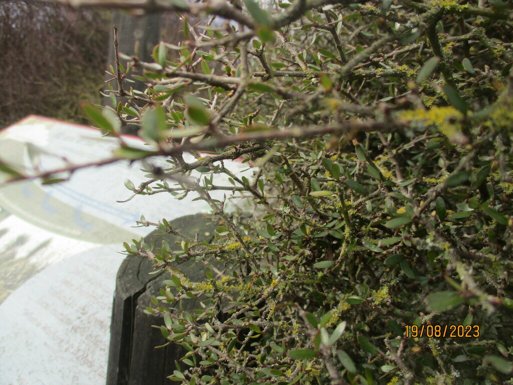 Makaka from Springston, New Zealand on August 19, 2023 at 01:02 PM by ...