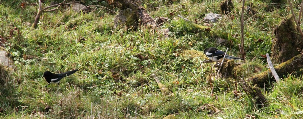 Eurasian Magpie from Bergen, Norway on October 9, 2023 at 02:18 PM by ...