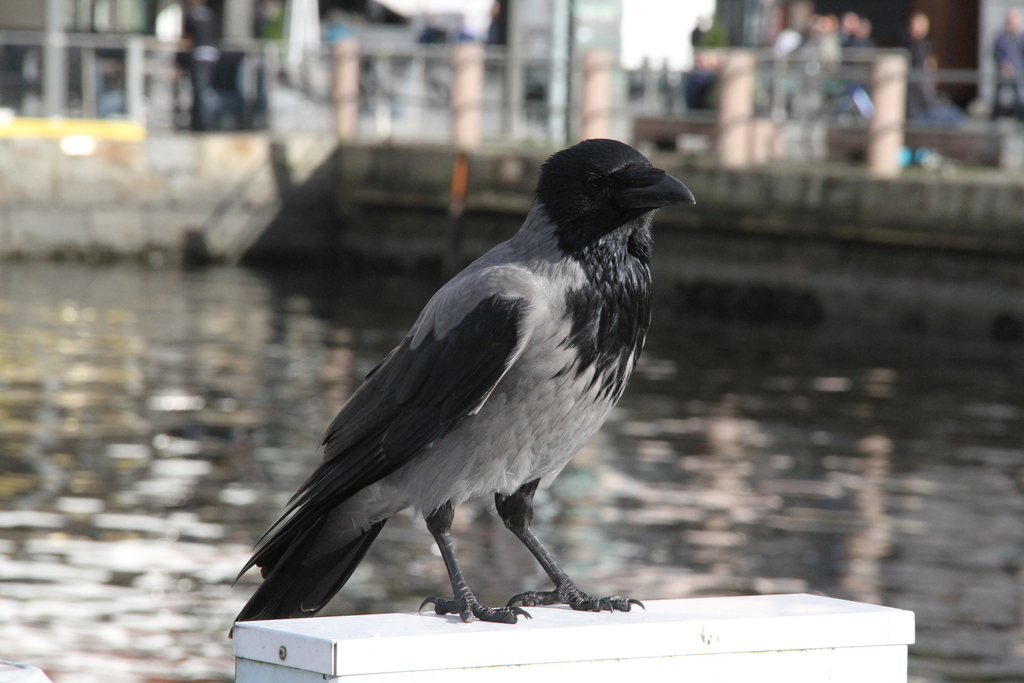 Hooded Crow from Strandsiden, Bergen, Norway on October 9, 2023 at 11: ...