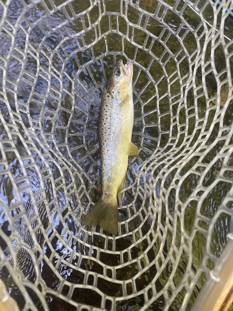 Brown Trout from Cherokee National Forest, Shady Valley, TN, US on ...
