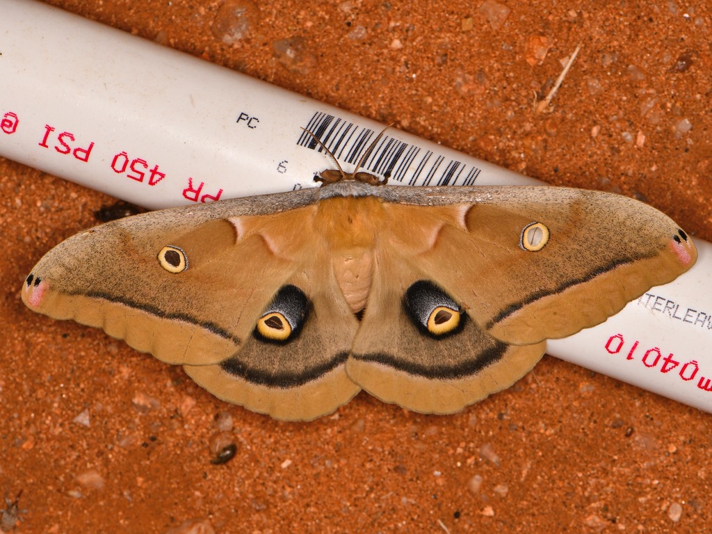Polyphemus Moth from Mason County, TX, USA on October 5, 2023 at 08:54 ...