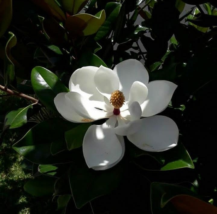 southern magnolia from Lazaro Cardenas, Zapotiltic, Jal., MX on October ...