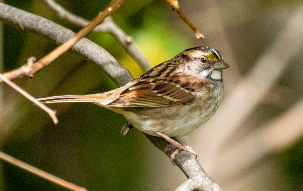 White-throated Sparrow from Talbot, London, ON N6P, Canada on October 9 ...