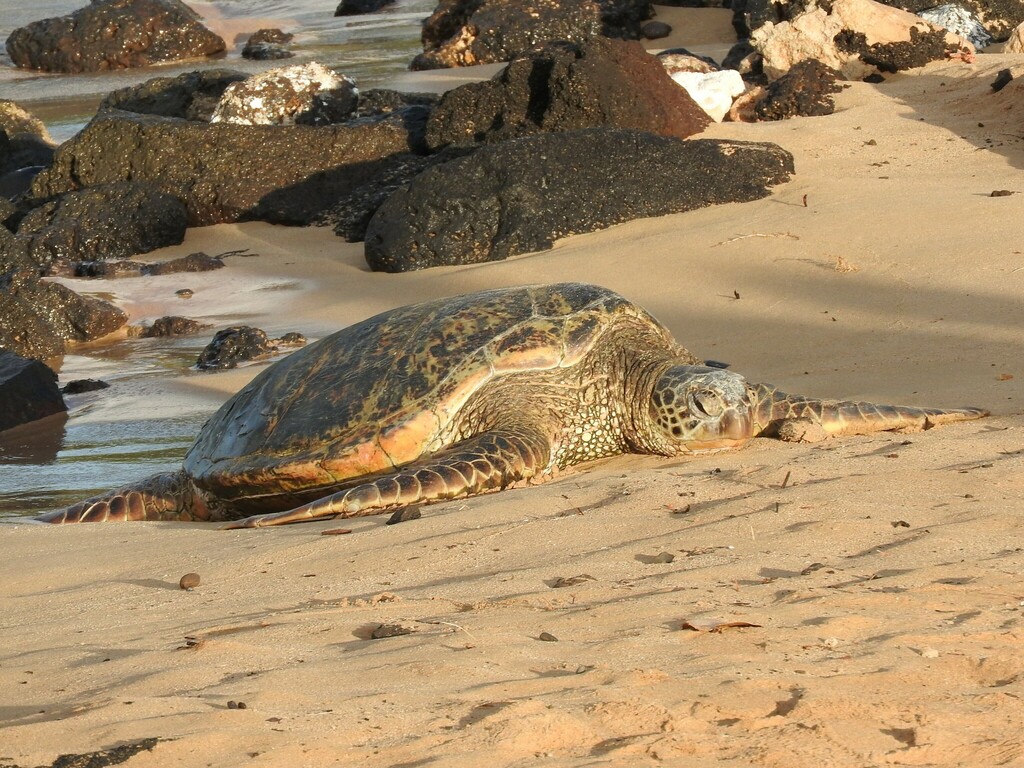 Green Sea Turtle in October 2023 by Alec Cowles · iNaturalist