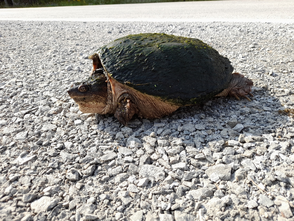 Common Snapping Turtle from Moffat, ON L0P 1J0, Canada on September 21 ...