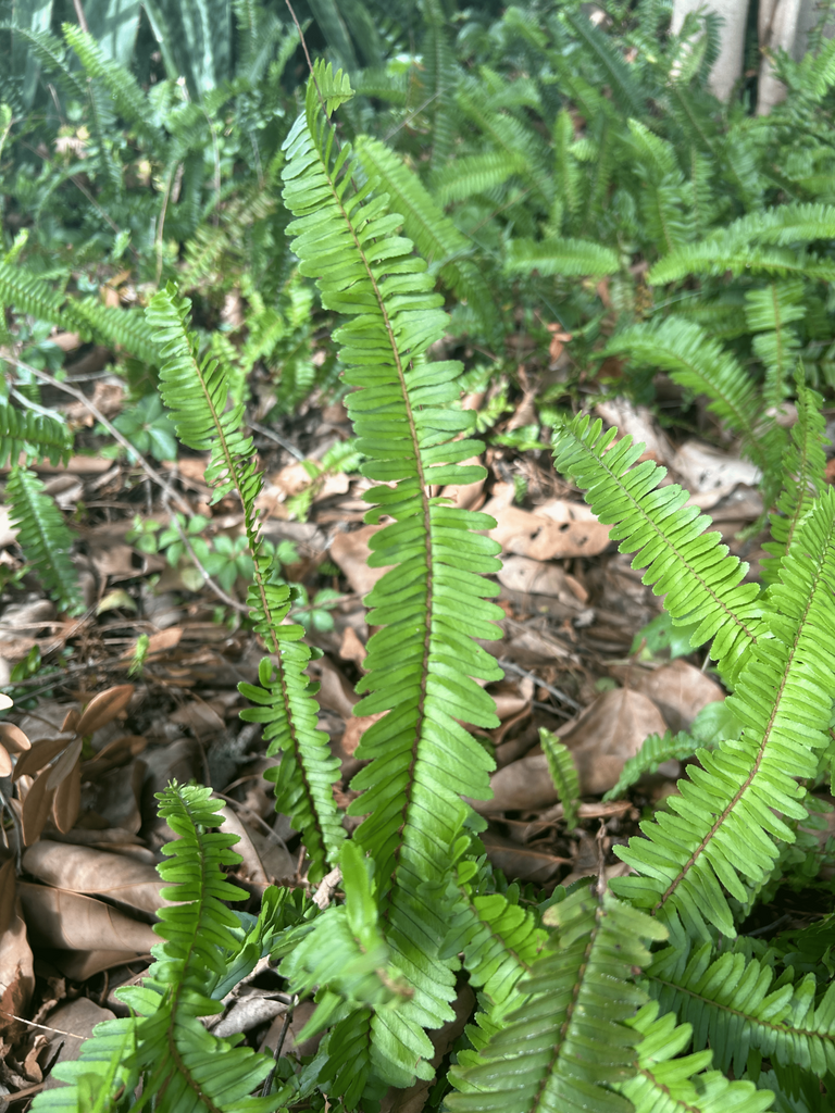 Fishbone Fern from Lynn Pippenger Hall on October 9, 2023 at 03:38 PM ...