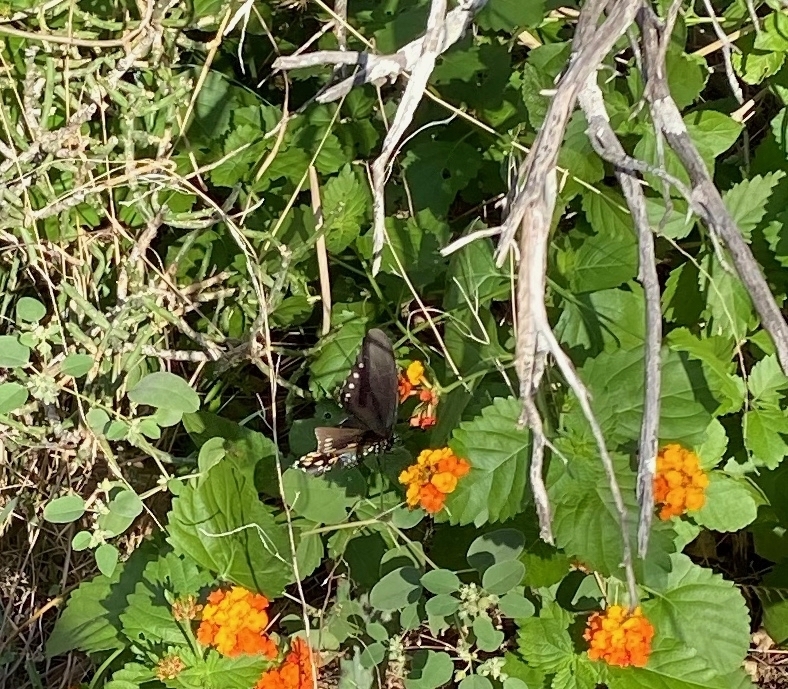 Pipevine Swallowtail from Burnet County, TX, USA on October 7, 2023 at ...
