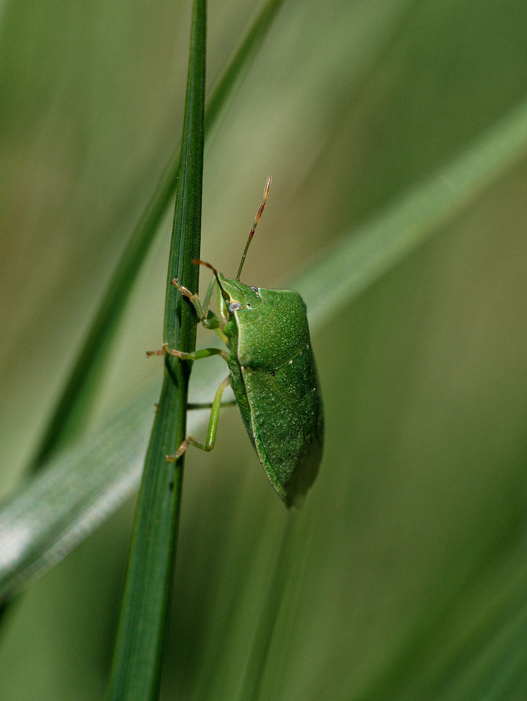 Southern Green Stink Bug from La Consulta, Mendoza, Argentina on ...