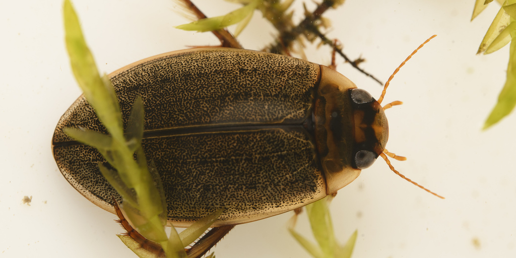 Rhantus from 荷兰雷嫩 on October 9, 2023 by Zhaoqi Leng · iNaturalist