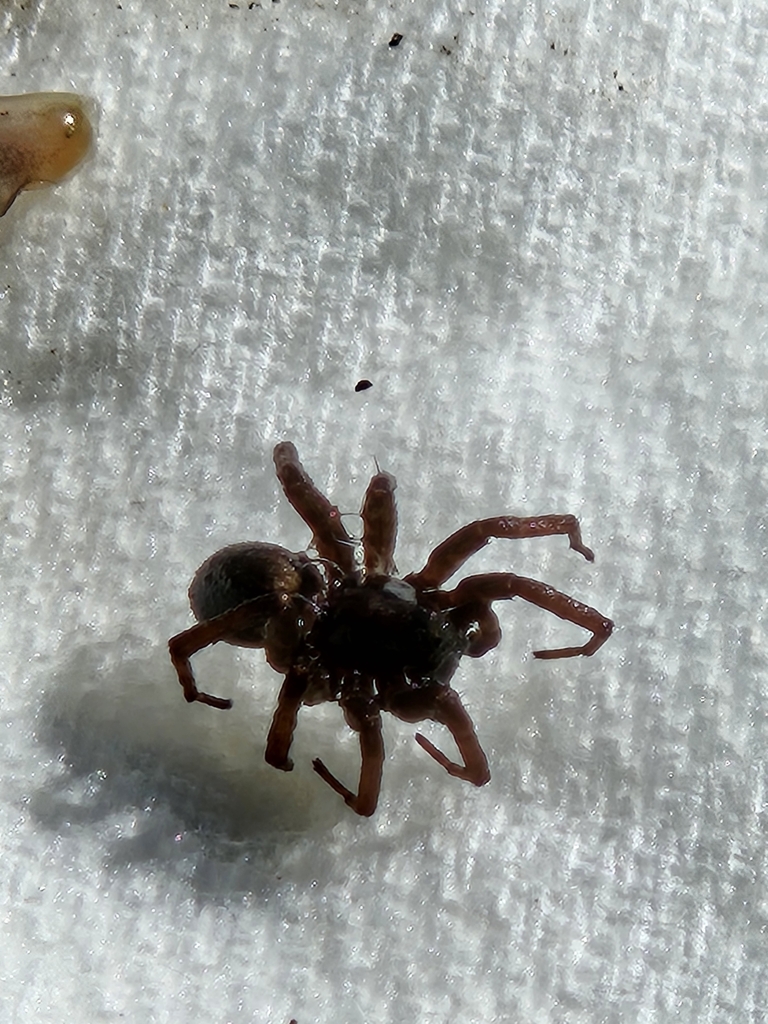 Wolf Spiders from Leavenworth, WA 98826, USA on October 6, 2023 at 01: ...