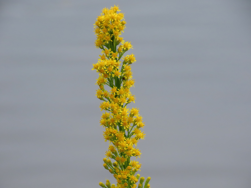 Solidago sect. Maritimae from Sugden Regional Park, Naples, FL, USA on ...