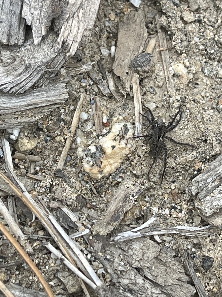 Thin-legged Wolf Spiders from Titus Rd, Leavenworth, WA, US on October ...