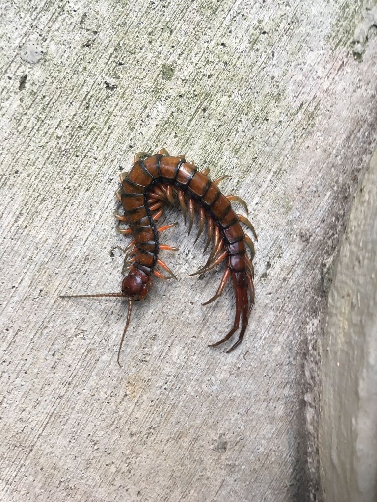 Pacific Giant Centipede from Matautu Street, Apia, Western Samoa, WS on ...