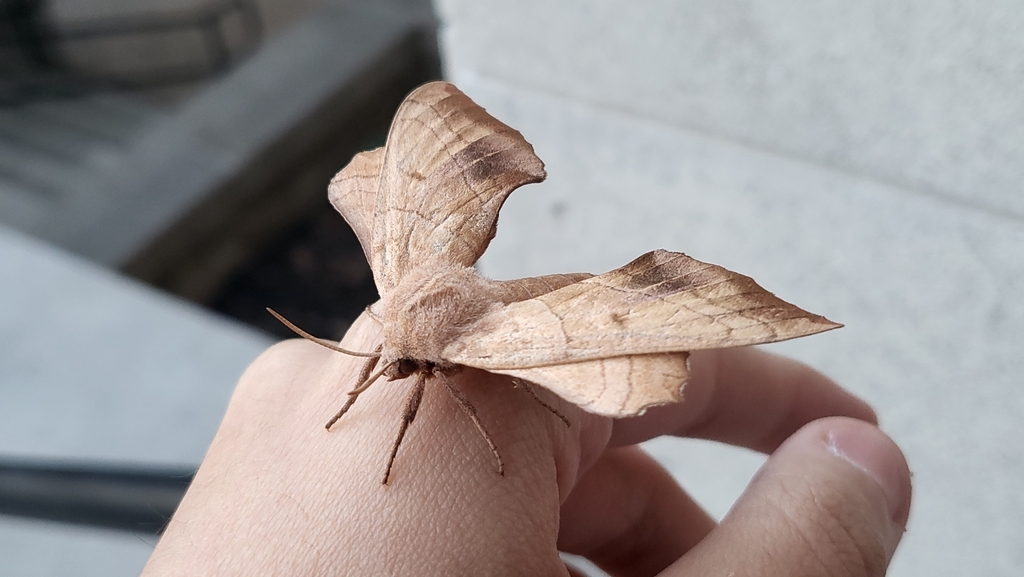 Walnut Sphinx from Opera Bldg, Waco, TX 76706, USA on October 7, 2023 ...