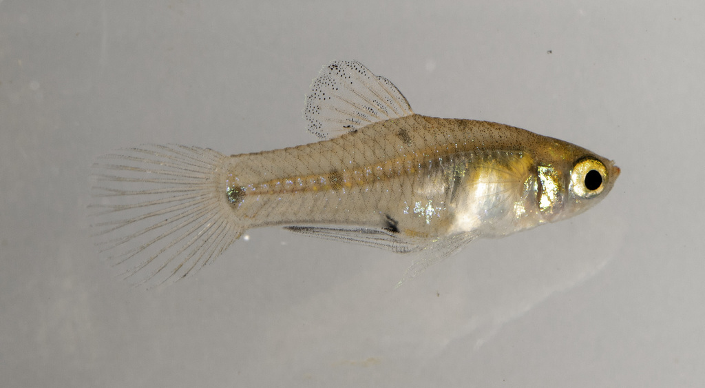 Four Spotted Merry Widow (Phallichthys quadripunctatus) - Marine Life ...