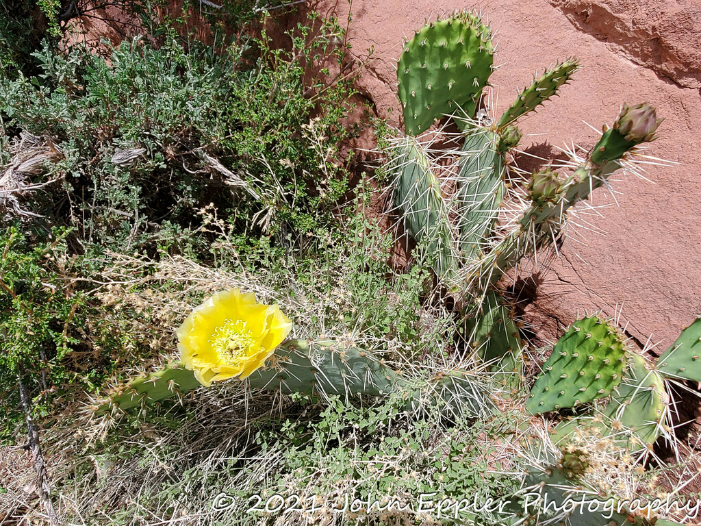 Orbiculate Prickly Pear Complex from Garfield County, UT, USA on May 26 ...