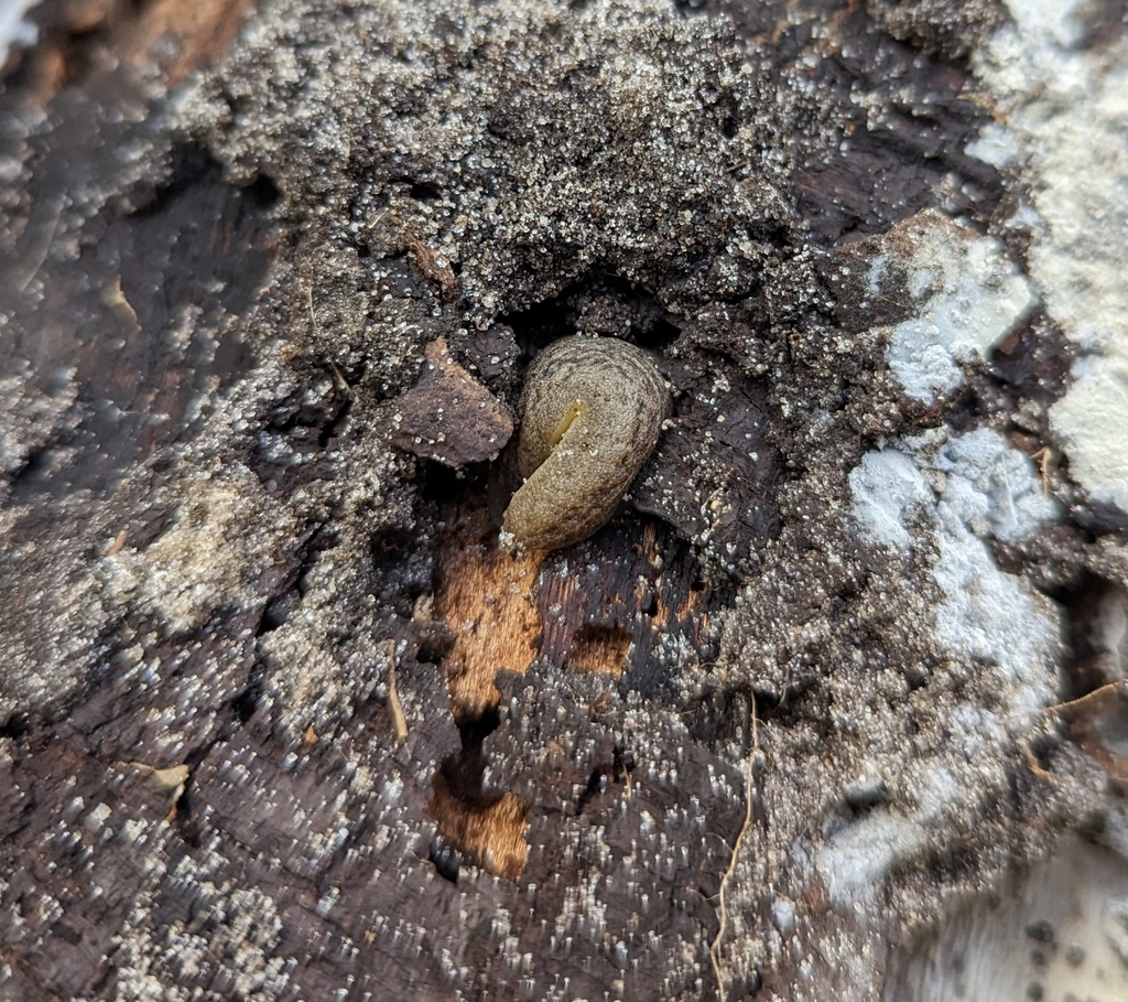 Florida Leatherleaf Slug from Lake Bentley, Lakeland, FL 33803, USA on ...