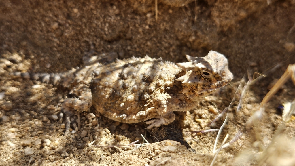 Desert Horned Lizard from Joshua Tree National Park, Riverside County ...
