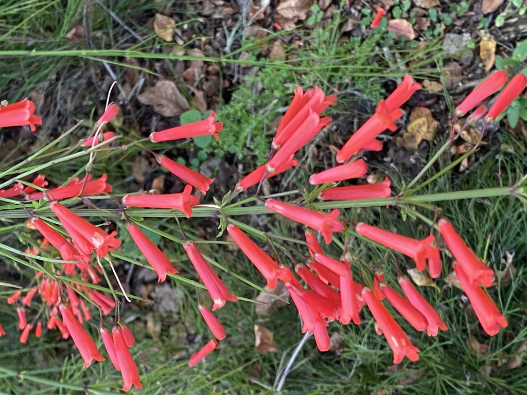 Firecracker plant from Tampa, FL, USA on October 6, 2023 at 06:27 PM by ...