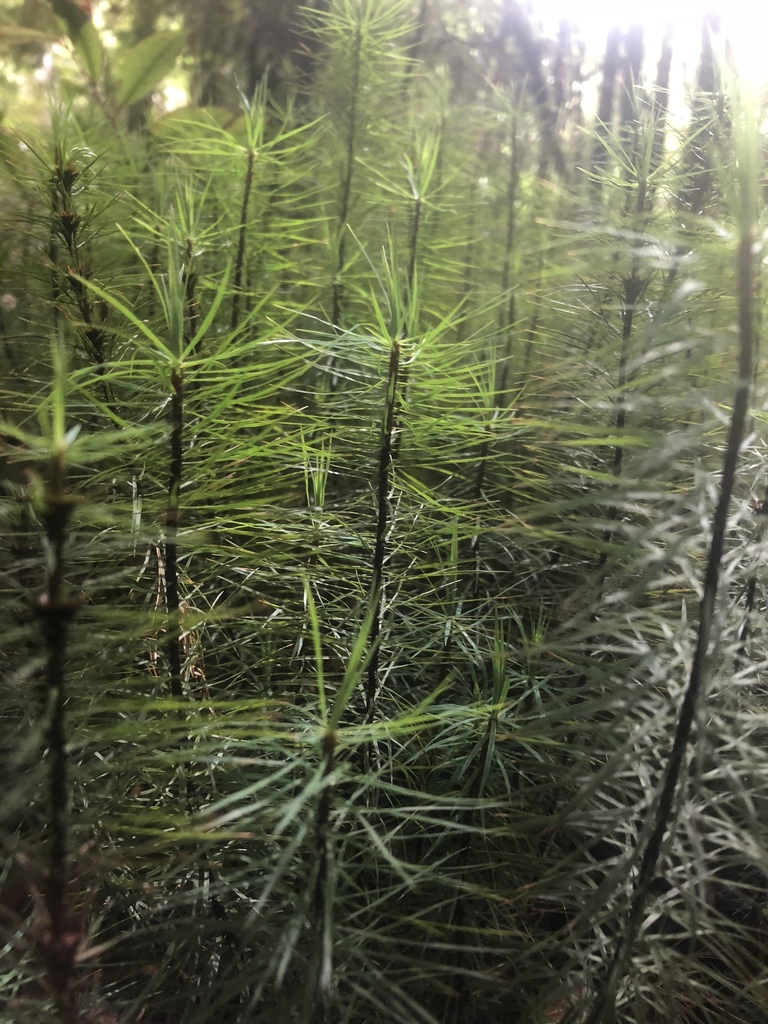 giant moss (Dawsonia superba) - Botanical Realm