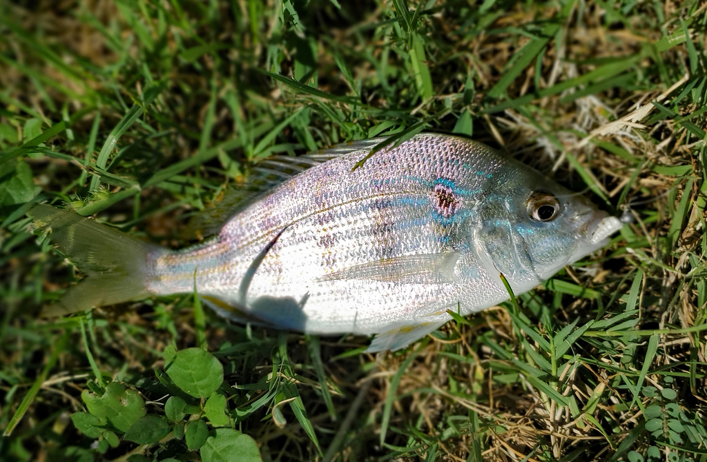 Pinfish from Cameron County, TX, USA on October 3, 2023 at 11:54 AM by ...